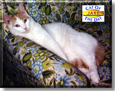 Jake - Cat - February 23, 2002
