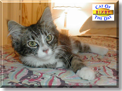 Bixby - Domestic Medium Hair - April 17, 2002