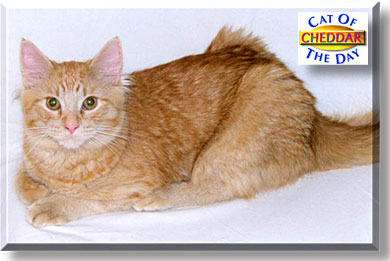 Cheddar Cheese - Domestic Long Hair - July 3, 2002