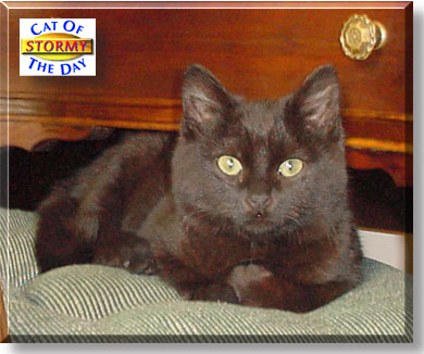 Stormy - Cat - June 14, 2002