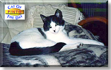 Pinto - Cat - June 16, 2002