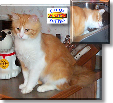 Winston - Cat - March 13, 2002