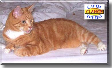 Clancy - Cat - August 2, 2003