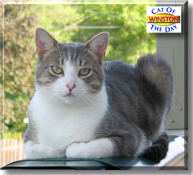 Winston - Domestic cat - August 26, 2003