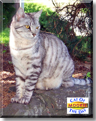 Mookie - Cat - December 11, 2003