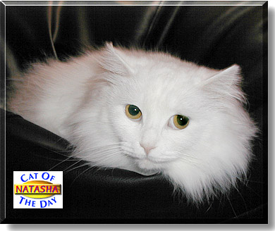 Natasha - Cat - February 23, 2003