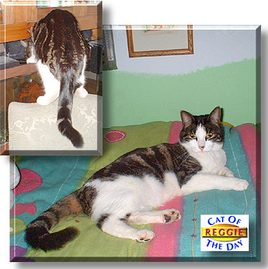 Reggie - Cat - February 26, 2003