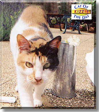 Kizzie - Tortoiseshell - January 20, 2003