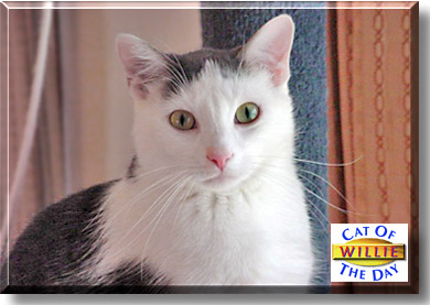 Willie - Cat - August 2, 2004
