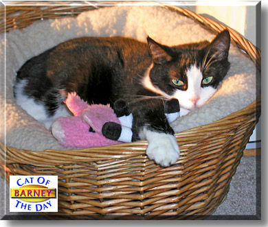 Barney - Cat - August 27, 2004