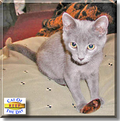 Reef - Cat - June 6, 2004