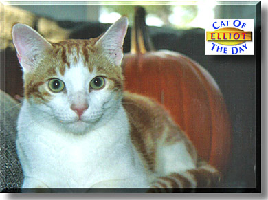 Elliot - Cat - June 28, 2004