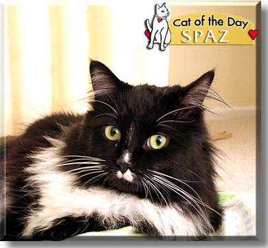 Spaz - Tuxedo cat - January 8, 2005