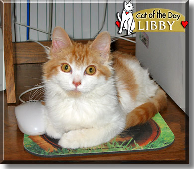 Libby - Cat - January 15, 2005