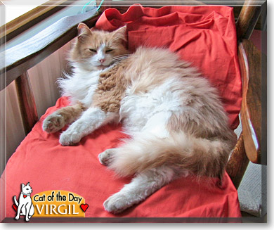 Virgil - Cat - December 15, 2006
