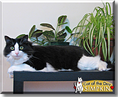 Simpkin - Cat - February 18, 2006