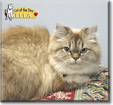 Ella - Cat - February 21, 2006