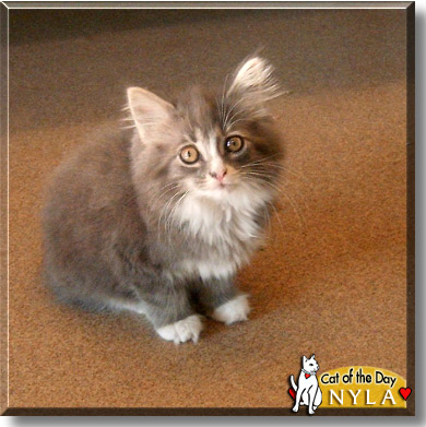 Nyla - American Longhair - January 1, 2006