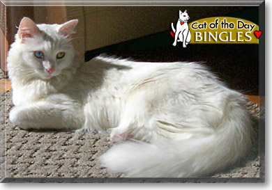 Bingles - Longhair Cat - March 7, 2006