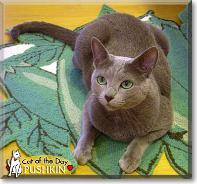 Pushkin - Russian Blue - March 9, 2006
