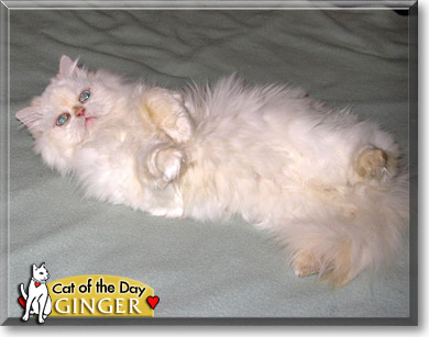 Ginger - Flame Point Persian - October 8, 2006