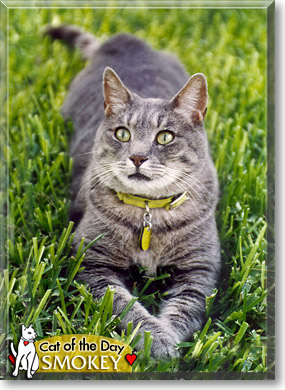 Smokey - Tabby - February 19, 2007