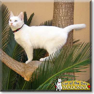 Madonna - Cat - October 1, 2007