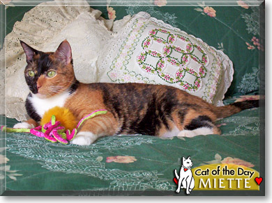 Miette - Calico cat - October 3, 2007
