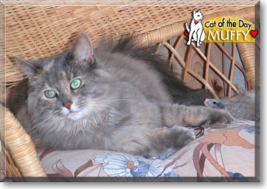 Muffy - Cat - September 5, 2007
