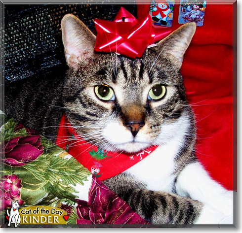 Kinder - Cat - December 19, 2008