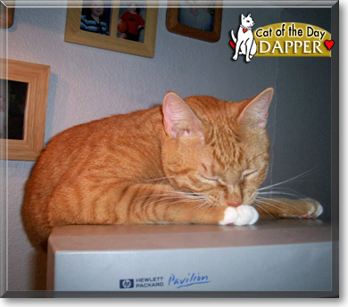 Dapper - Orange Tabby - February 25, 2008