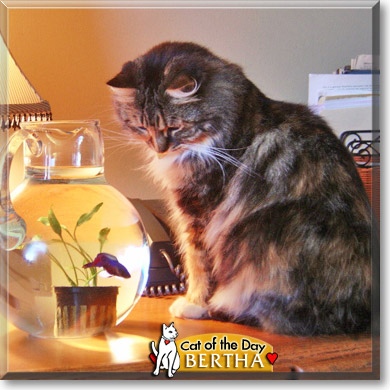 Bertha - Maine Coon, Calico - January 25, 2008