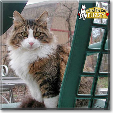 Fuzzy - Cat - June 4, 2008