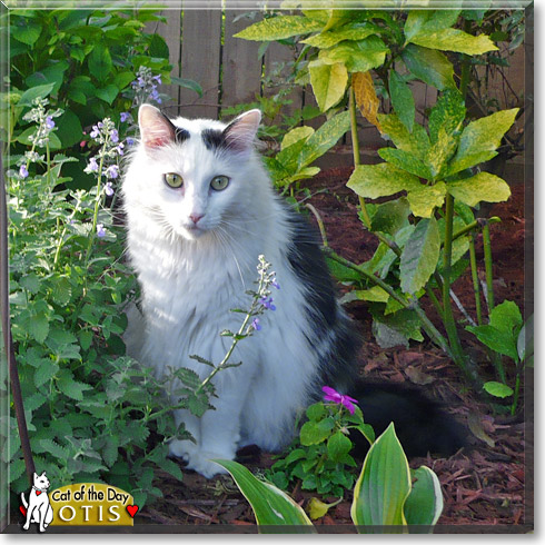 Otis - Cat - November 5, 2008