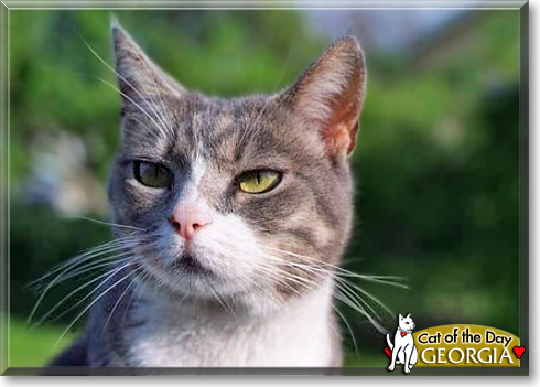 Georgia - Cat - October 6, 2008