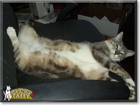 Taffy - Tabby Cat - April 2, 2009