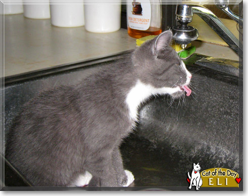 Eli - Cat - December 22, 2009