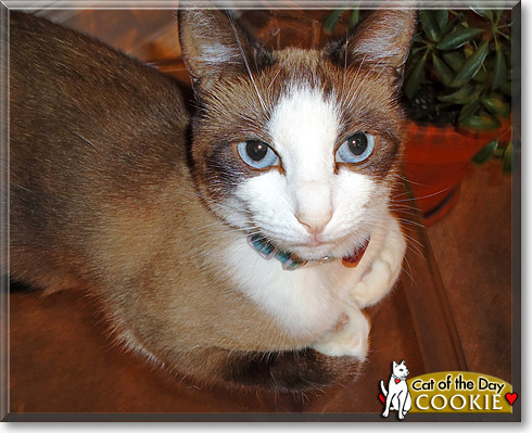 Cookie - Siamese, Burmese - August 17, 2010