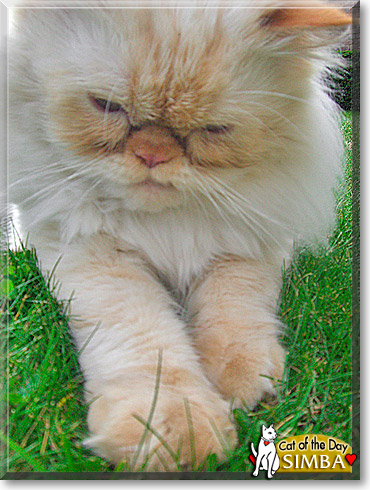 Simba - Himalayan Persian - December 27, 2010