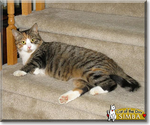 Simba - Tabby - June 7, 2010