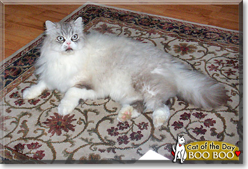 Boo Boo - Himalayan - October 25, 2010