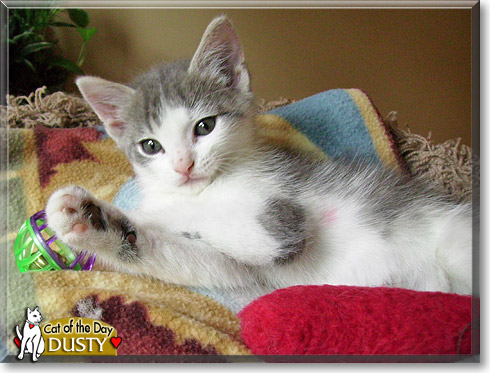 Kenny Glenn Dusty The Cat