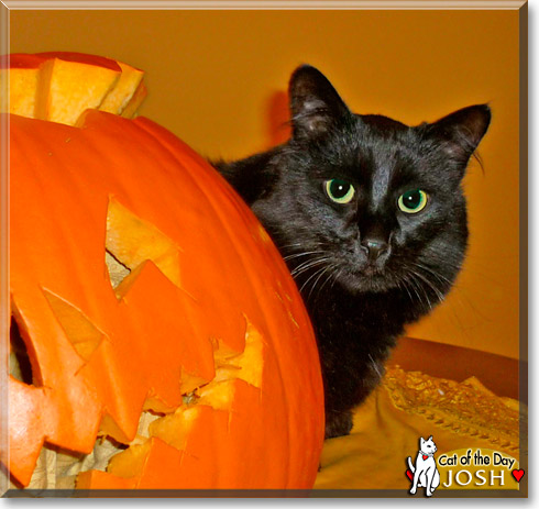 Josh - Cat - October 31, 2011
