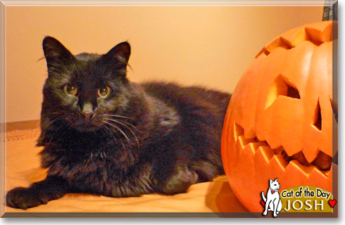 Josh - Cat - October 31, 2011